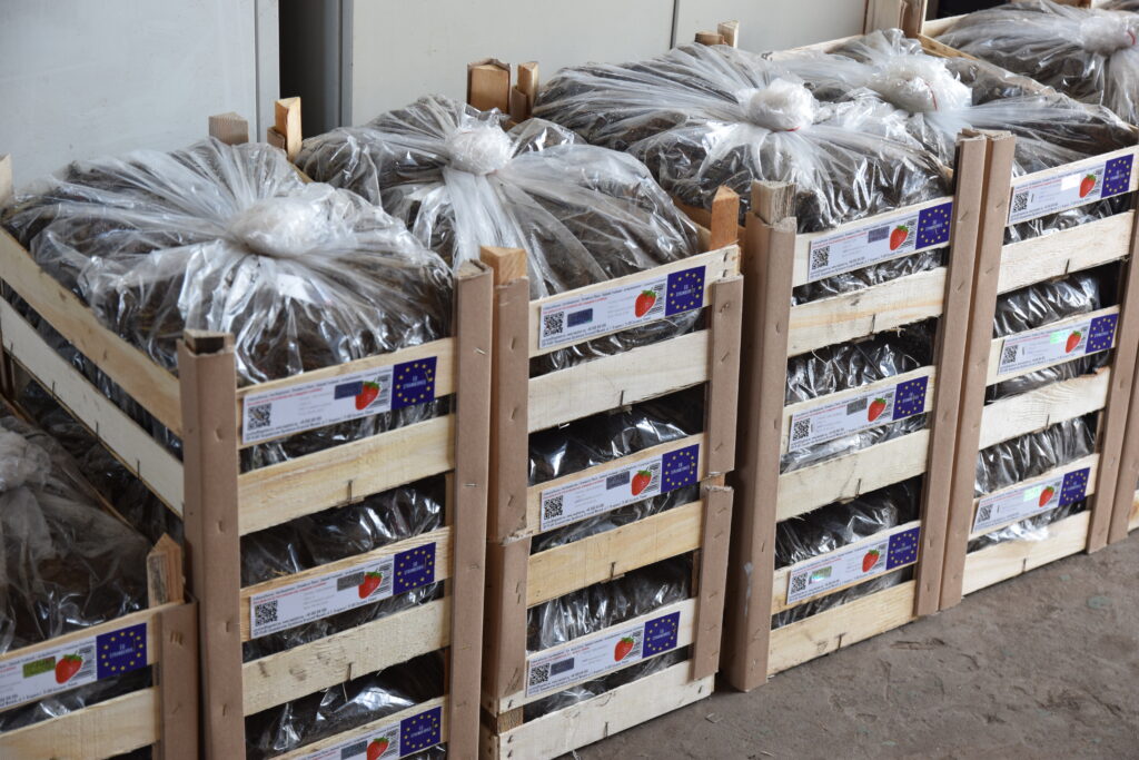 Eper palánták termelőknek – Eperpalanta.hu